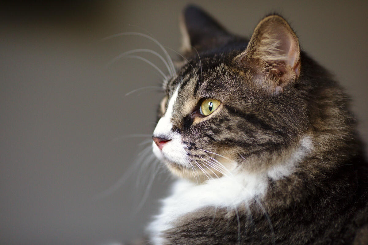 Frank's Premium Internet Service